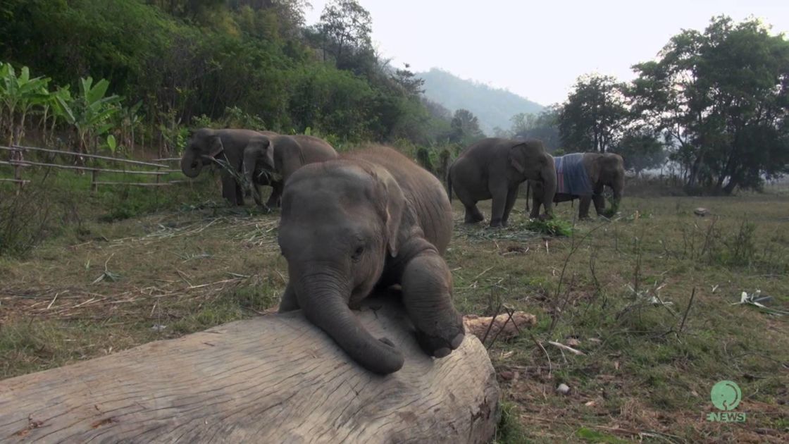 When This Baby Elephant Notices The Camera, He Does Something HILARIOUS ...