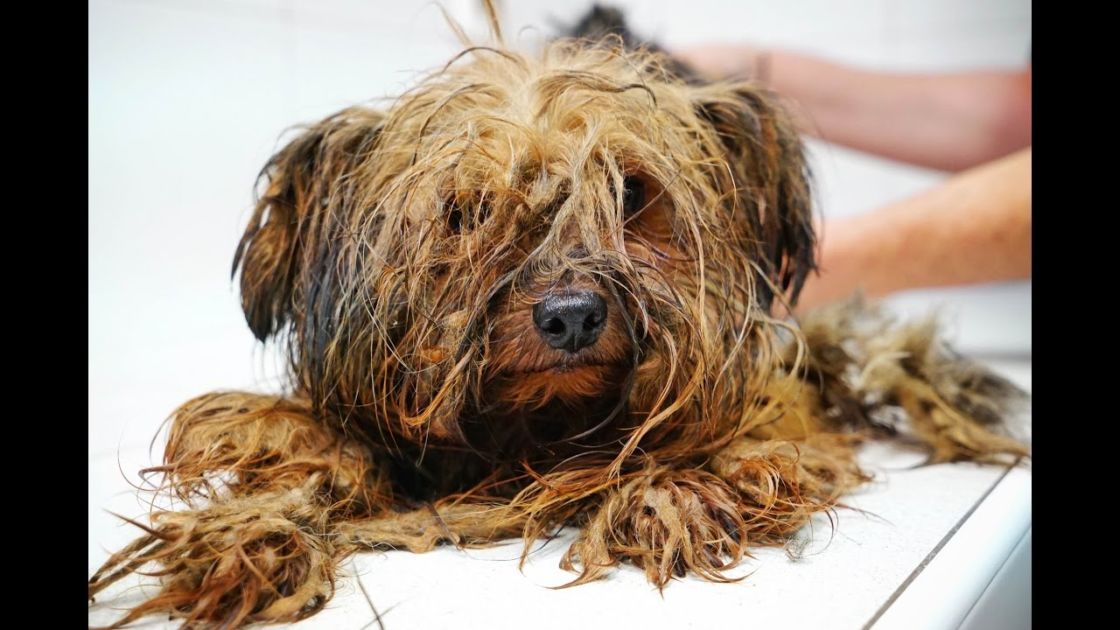 Yorkie Rescued From Mill, You Will Not Believe THE BEAUTY Under All ...