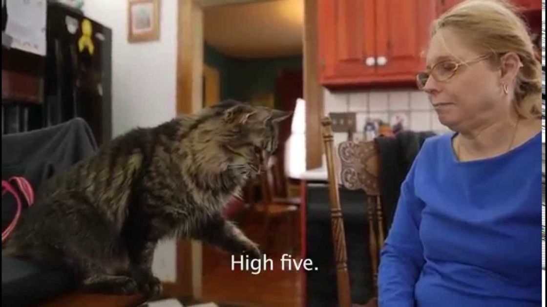 You Won’t BELIEVE It When You See WHAT These Cats Can Do! WOW!