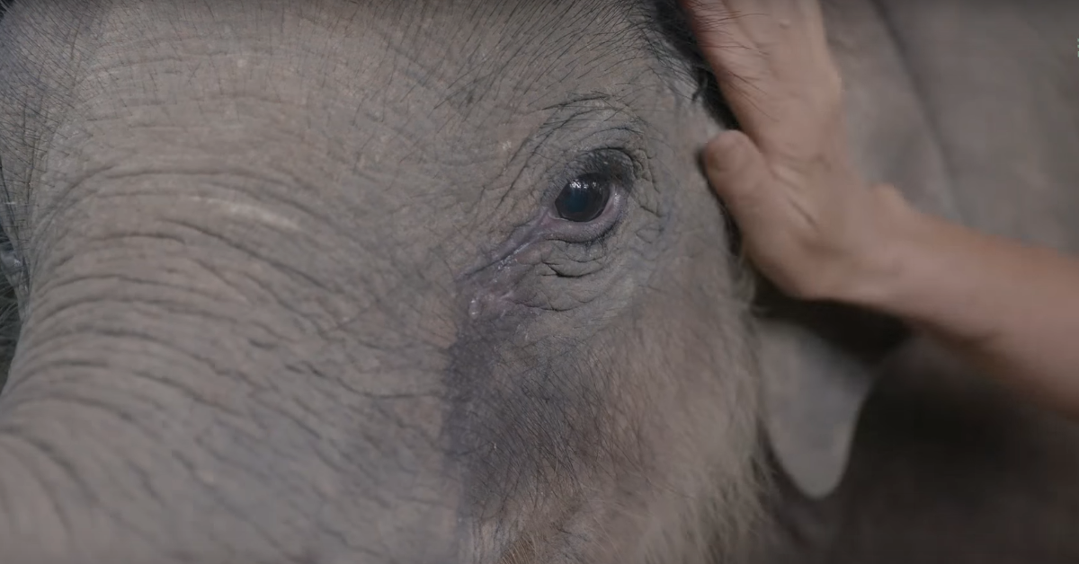 Without a mommy, orphaned baby elephant won't stop crying until woman ...