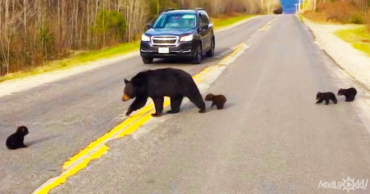 Cub can’t keep up with momma bear and siblings – so officer comes to ...