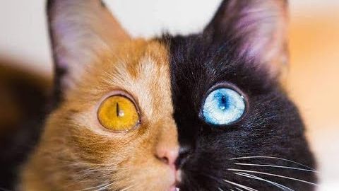 Quimera is rarest cat in the world because mother nature gave her THIS ...