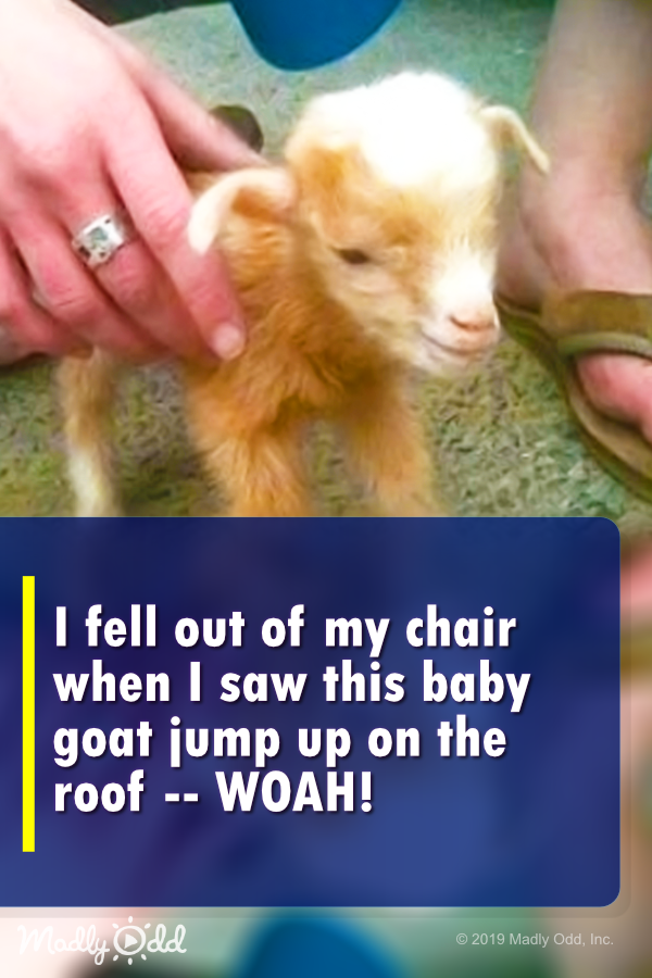 I fell out of my chair when I saw this baby goat jump up on the roof ...