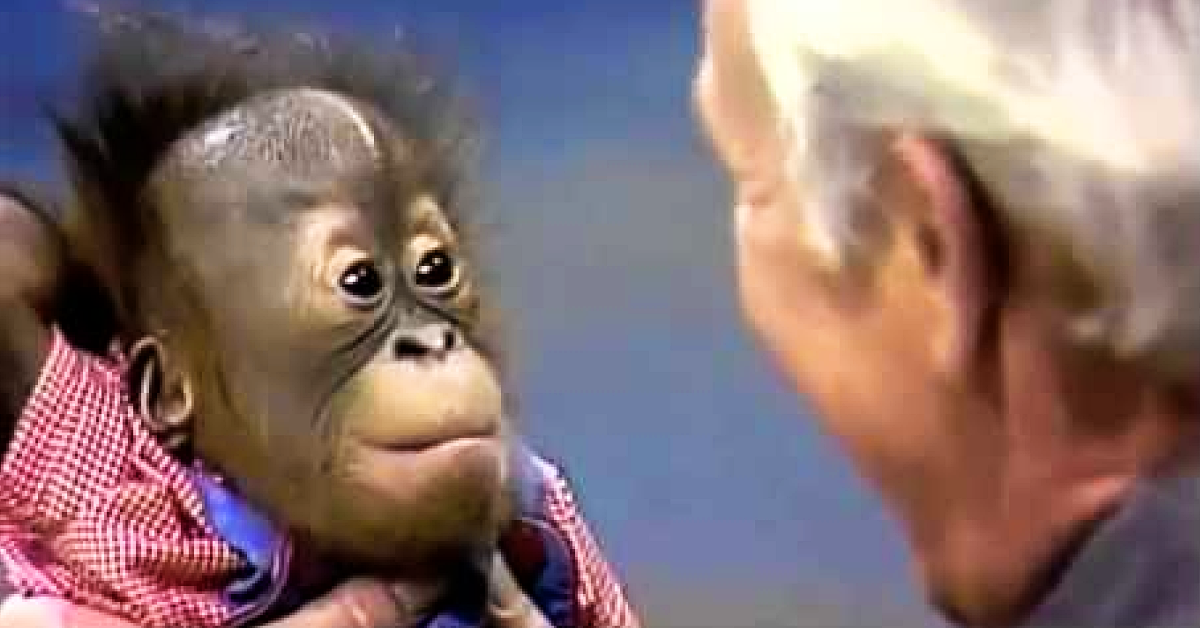 Remember when you could count on great laughs like THIS each night?