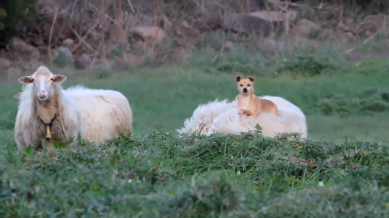 This Dog is Supposed to Be Guarding the Herd. His ''Work Ethic'' Will ...