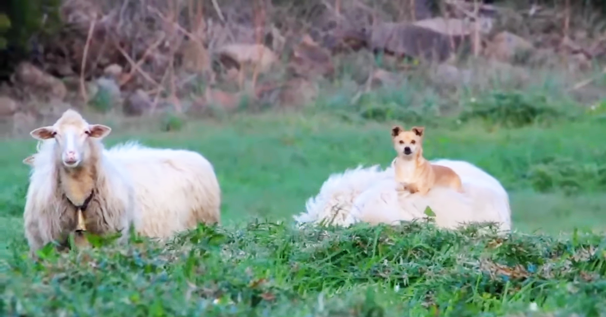 This Dog is Supposed to Be Guarding the Herd. His ''Work Ethic'' Will ...