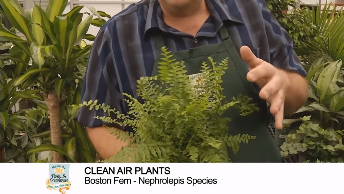 If you suffer from allergies, put this plant in your home for instant ...