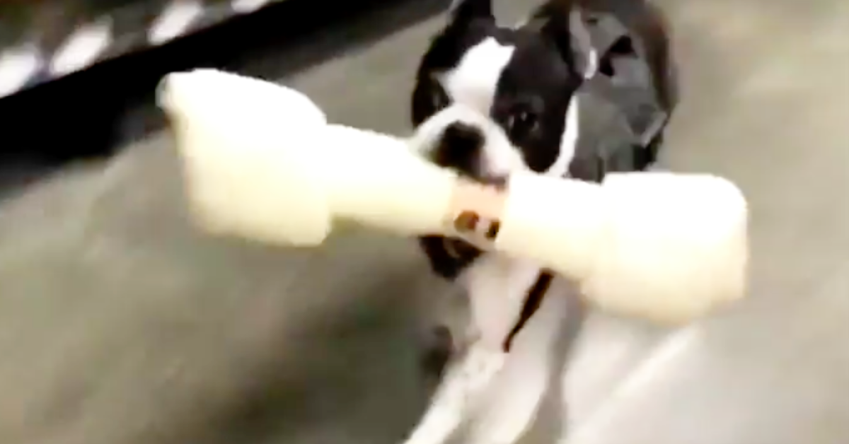 Little Dog Runs Off With Giant Bone in Pet Store, Makes Quick Getaway