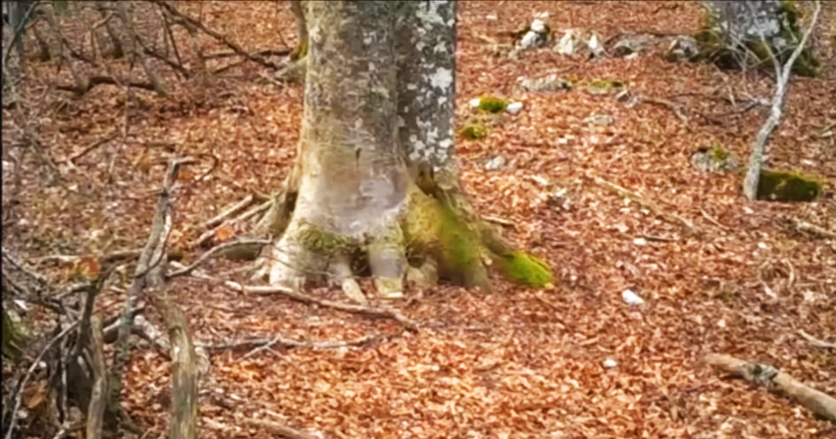 A Man Decides to Film a Tree in the Woods for a Year. What the Camera ...