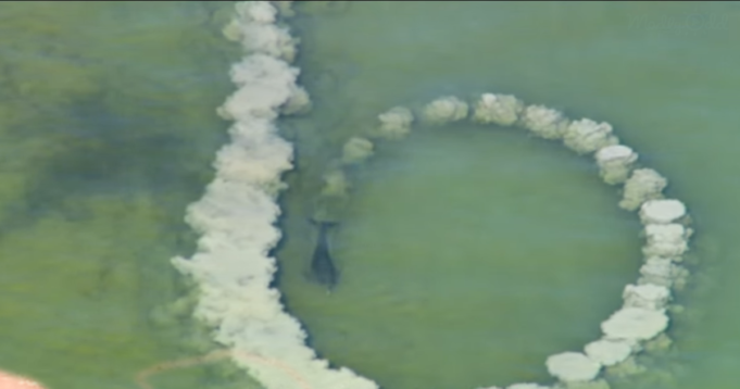 Dolphin Creates a Strange Circle Pattern and Waits as the Camera ...