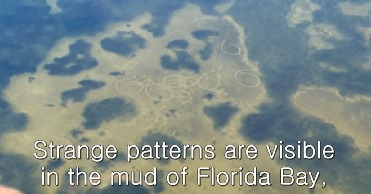 Dolphin Creates a Strange Circle Pattern and Waits as the Camera ...
