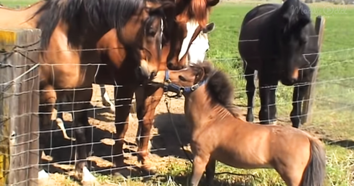 Cheeky Mini-Stallion Trots Up To The Fence and All The Other Horses ...