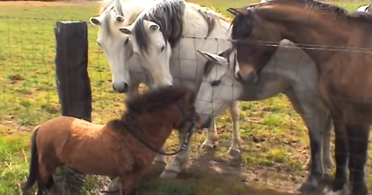 Cheeky Mini-Stallion Trots Up To The Fence and All The Other Horses ...