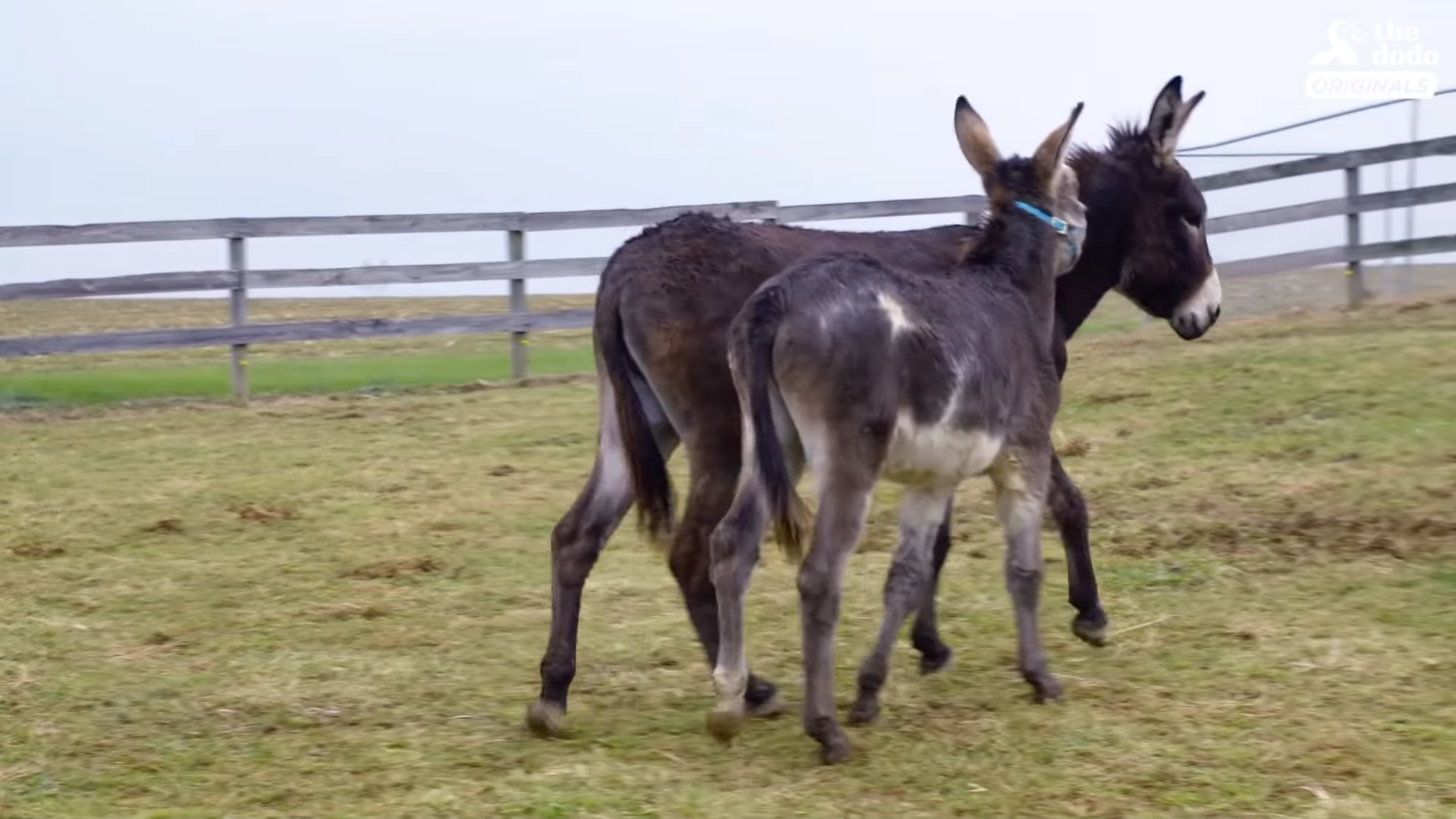 Separated For Weeks, Depressed Donkey Misses Mom Terribly, But Watch ...