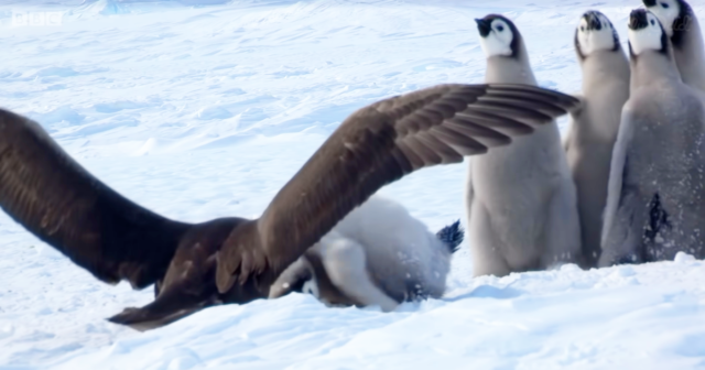 Penguin Chicks Cry In Terror As Predator Attacks, Suddenly a “Knight In ...