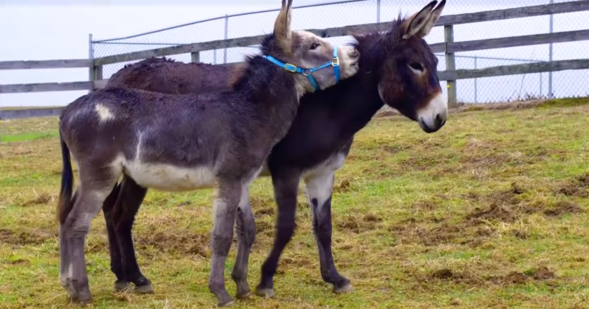 Heartbroken Mama Donkey Cries Tears Of Joy When She Is Reunited With ...