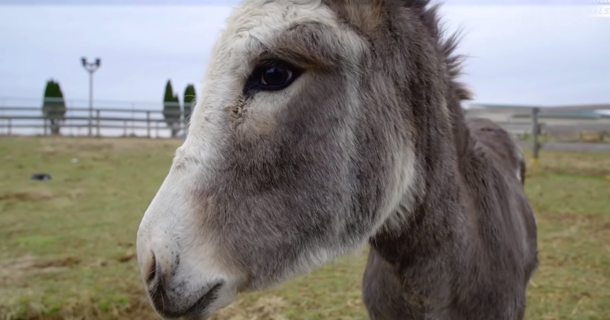 Heartbroken Mama Donkey Cries Tears Of Joy When She Is Reunited With ...