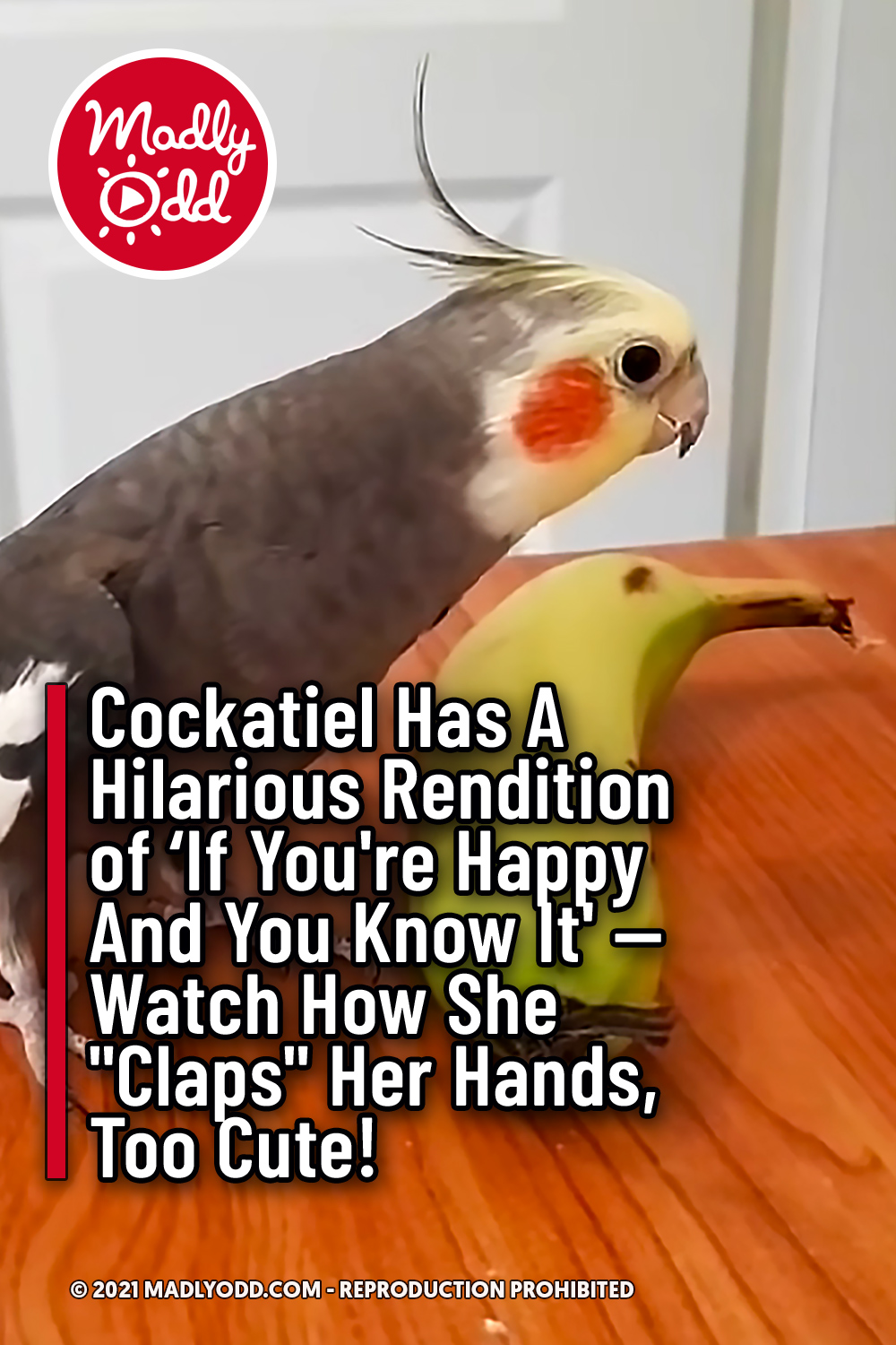 Cockatiel Has A Hilarious Rendition of ‘If You’re Happy And You Know It ...