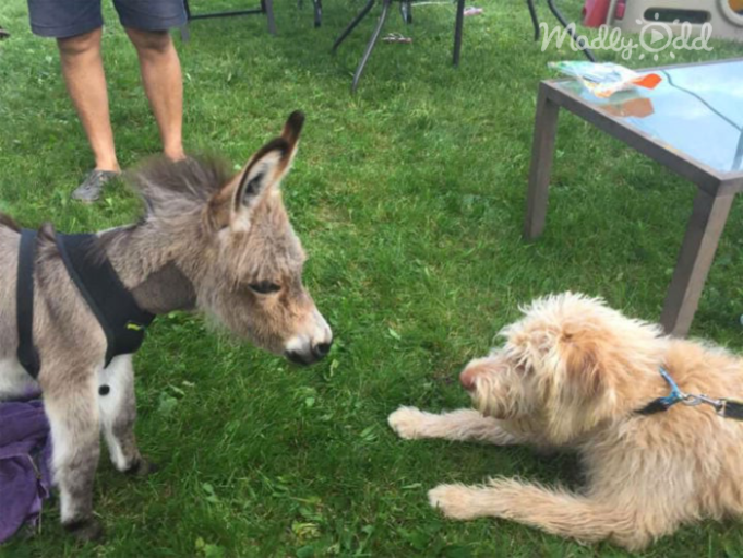 Adorable Miniature Donkey Thinks He’s One Of The Dogs – Madly Odd!