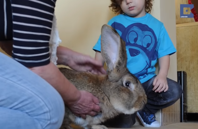 The World’s Biggest Easter Bunny Has A Rival… Meet Jeff, His 4 Foot Son ...