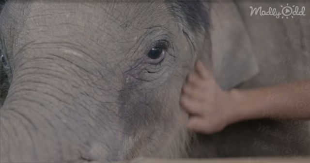 Without A Mommy, Orphaned Baby Elephant Won’t Stop Crying Until Woman ...