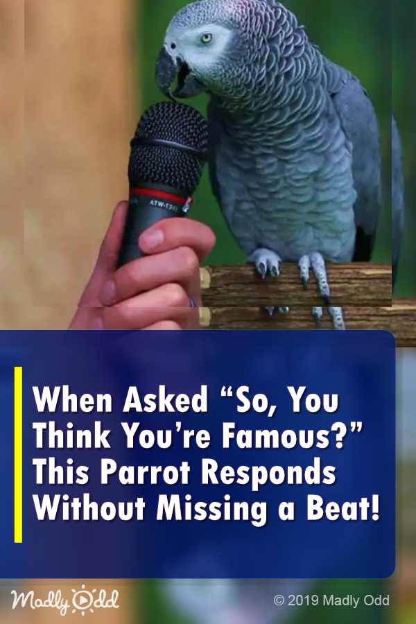 When Asked “So, Think You’re Famous?” This Parrot Responds Without ...