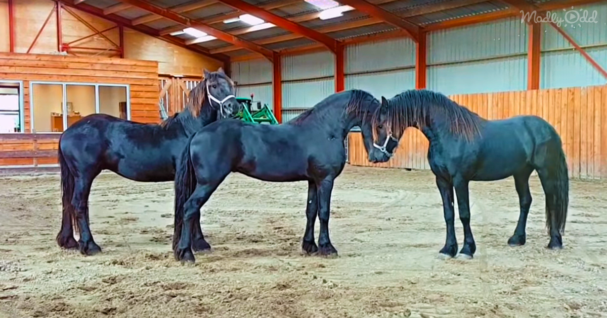 There's Nothing Quite As Magnificent As These Three Black Stallions