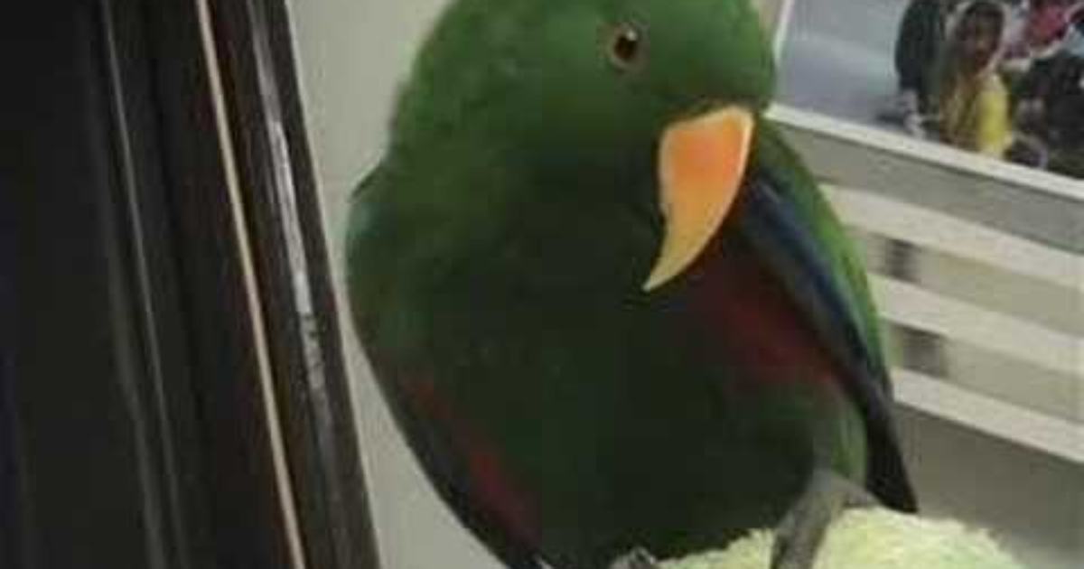 He Looks Like An Ordinary Parrot. But Watch How He Answers Mom’s ...