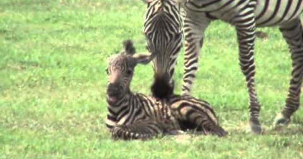 Zebra Gives Birth To Her Foal. But Then? I Wasn’t Expecting The Tiny ...