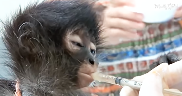 Baby Monkey Survives Poaching in Belize. Her Survival Is All Due to ...