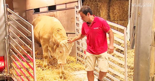 This Bull Is Released For The First Time And Has A Ball! – Madly Odd!