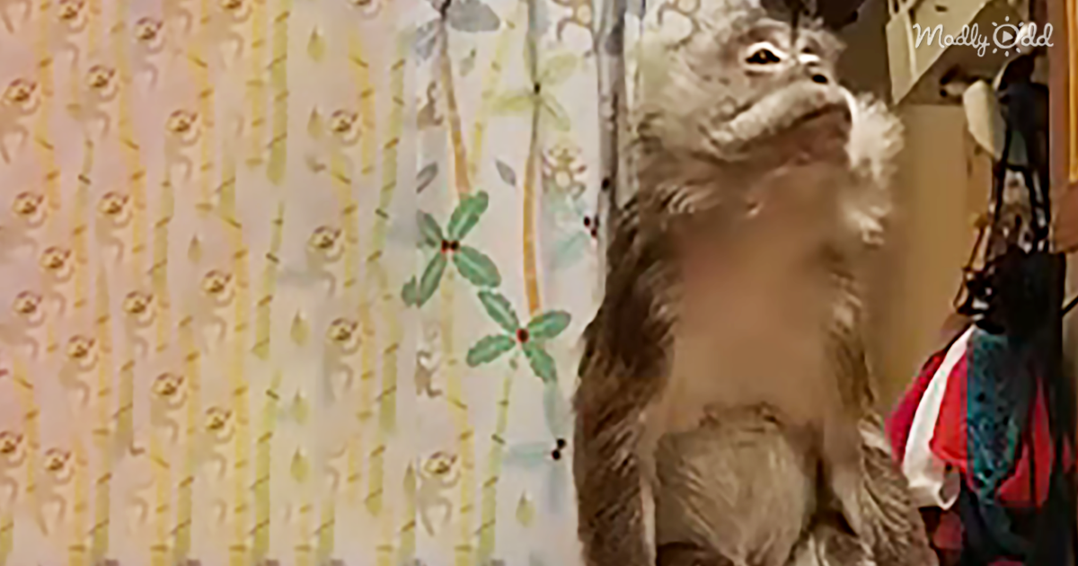 This Adorable Spider Monkey Really Likes Bath Time - Talk About Pampered!