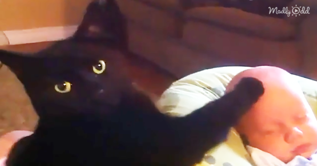 When the Baby Wouldn’t Stop Crying, This Sweet Cat Stepped in To Help ...