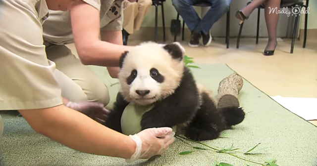 This Baby Panda Playing with His New Ball Is a Serious Dose of Adorable ...