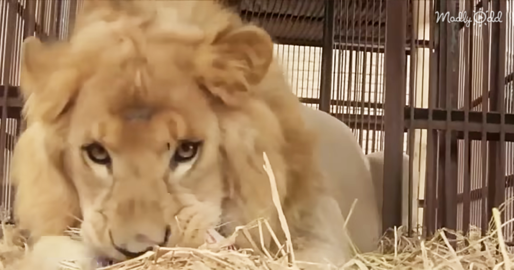 Abused Circus Lions Spent Years In Tiny Cages Get Rescued, Rehabbed ...