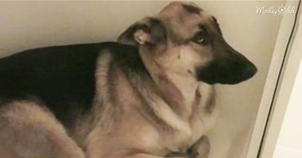 The Bedroom Is An Absolute Mess – Where Could the Culprit be Hiding ...