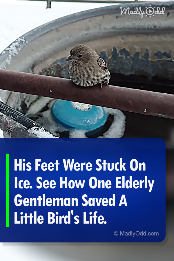 His Feet Were Stuck On Ice. See How One Elderly Gentleman Saved A ...