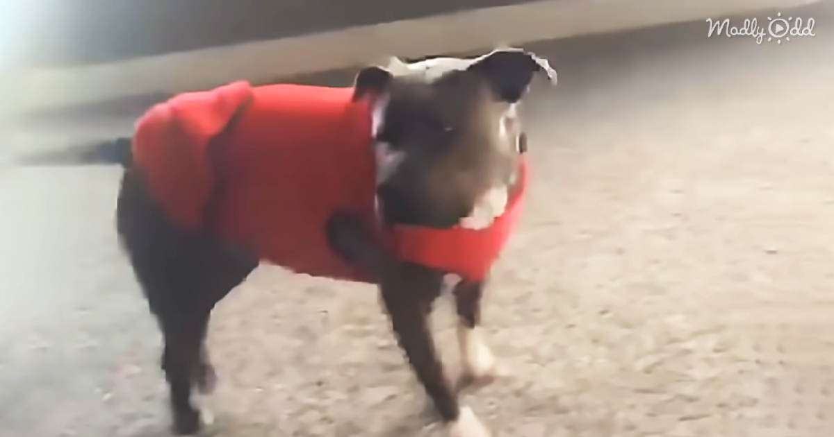 New Rescue Dog Sees Little Girl Doing Cartwheels and Attempts to Copy ...