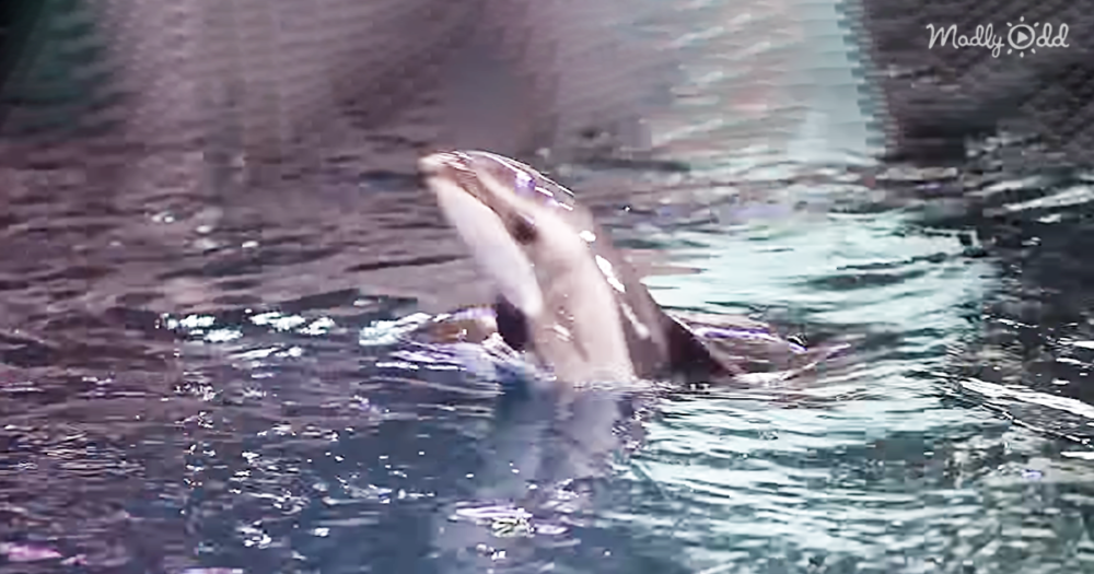 Births in Nature Are Stunning. This Dolphin Cuddles Her Newborn so ...