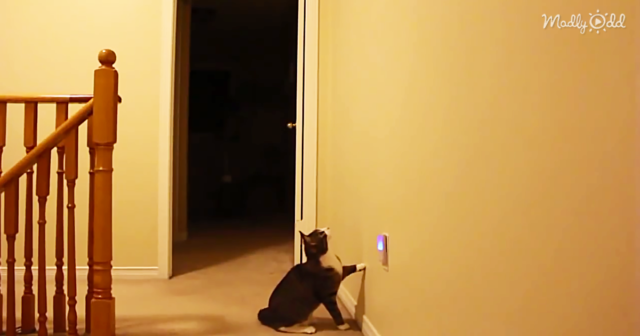 Forgot to Turn Off the Lights? Never Fear - Super Cat Is Here