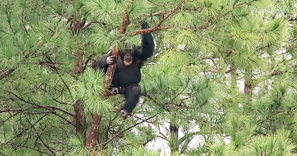 Chimp Lives in Lab for 50 Years, She Then Walks Outside and Sees the ...
