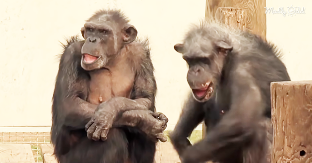 Chimp Lives in Lab for 50 Years, She Then Walks Outside and Sees the ...
