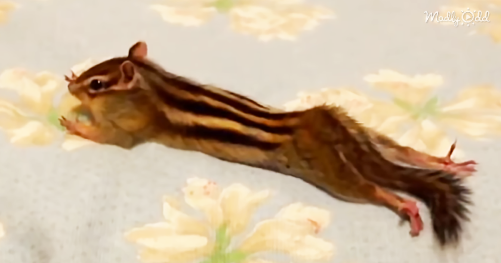 Chipmunk Gets so Excited when Fresh Sheets Are Put on The Bed. Adorable!