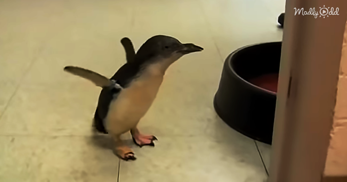 Cookie Is a "Little Penguin" and The Mascot of The Zoo Bird House in ...