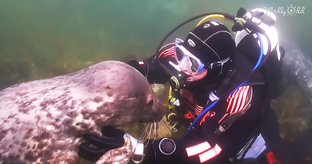 He Just Wants His Tummy Tickled! Diver’s Close Encounter with A ...