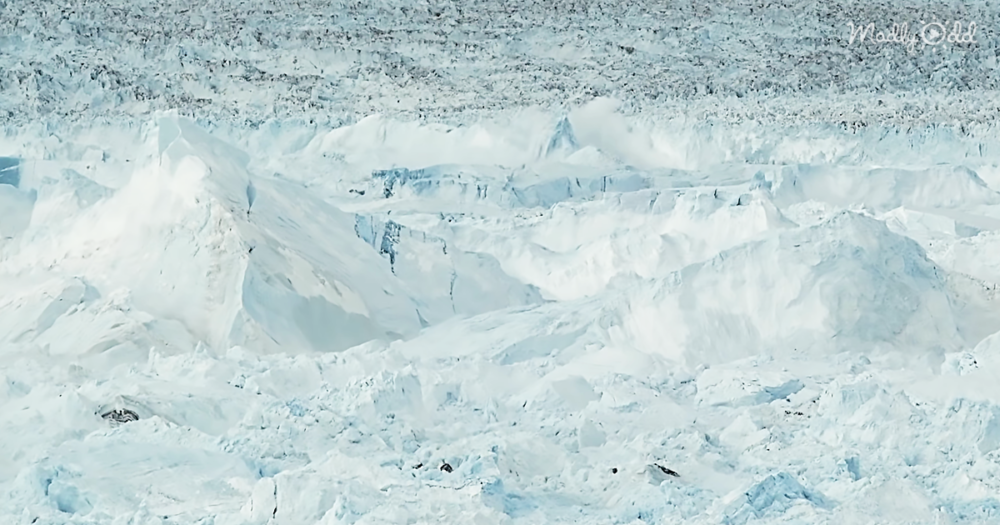 He Waited 17 Days in The Freezing Cold to Get this Video. WOW – Madly Odd!