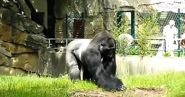 Gorilla With A Teenager's Sense of Humor Pulls Hilarious Prank