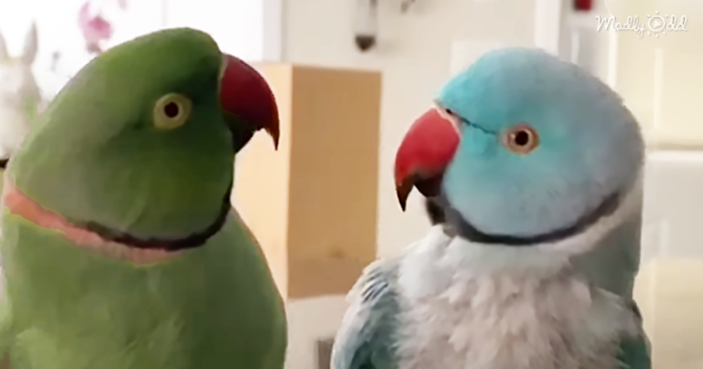 A Pair of Affectionate Parrots Have A Very Human-Like Conversation Over ...