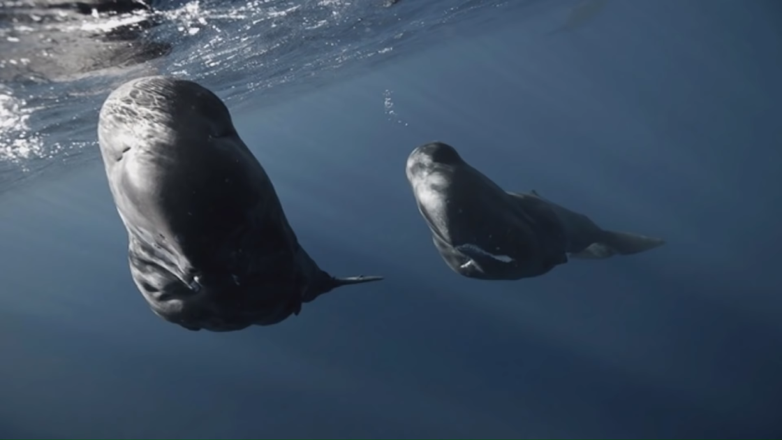 Footage Captures Sperm Whales Using Clicking Sounds to Communicate With ...