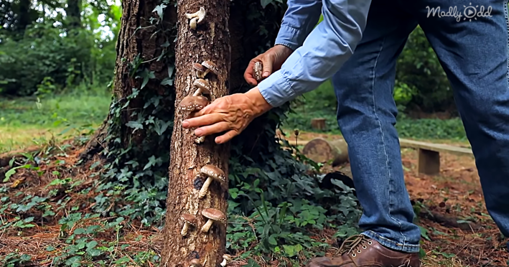 DIY Food Security – This Self-Sustainable ‘Food Forest’ Never Stops ...
